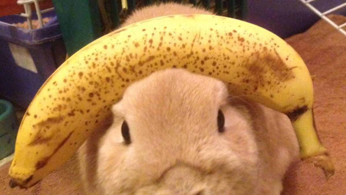 ''Stuff On My Rabbit'' : Ce lapin présente des objets insolites déposés ...