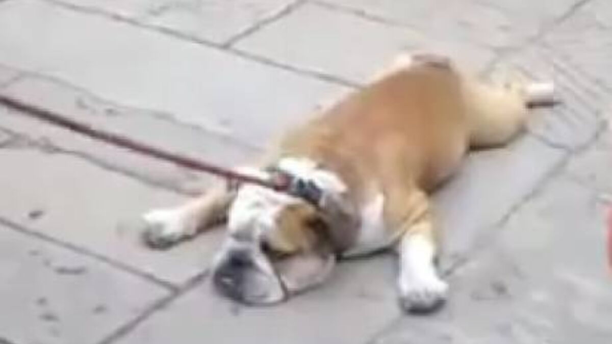 Ce chien est le plus fainéant du monde