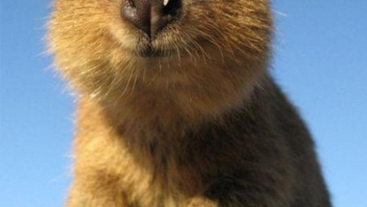 Découvrez le quokka, l'animal le plus heureux du monde