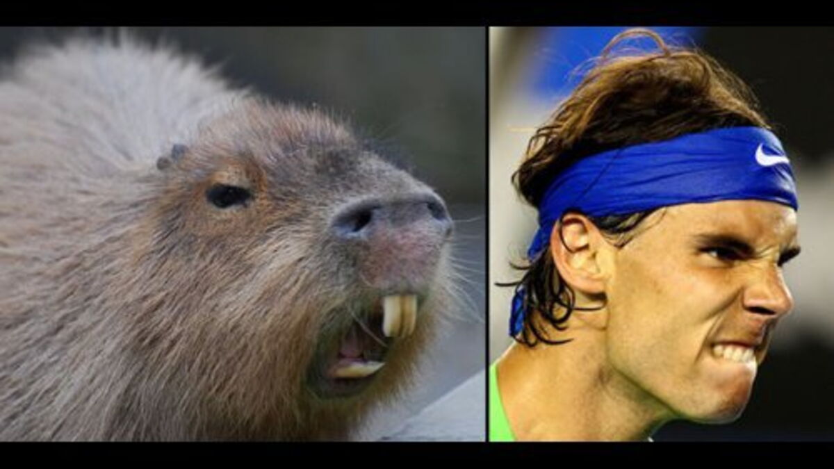 Photos : Rafael Nadal comparé à un... Capybara