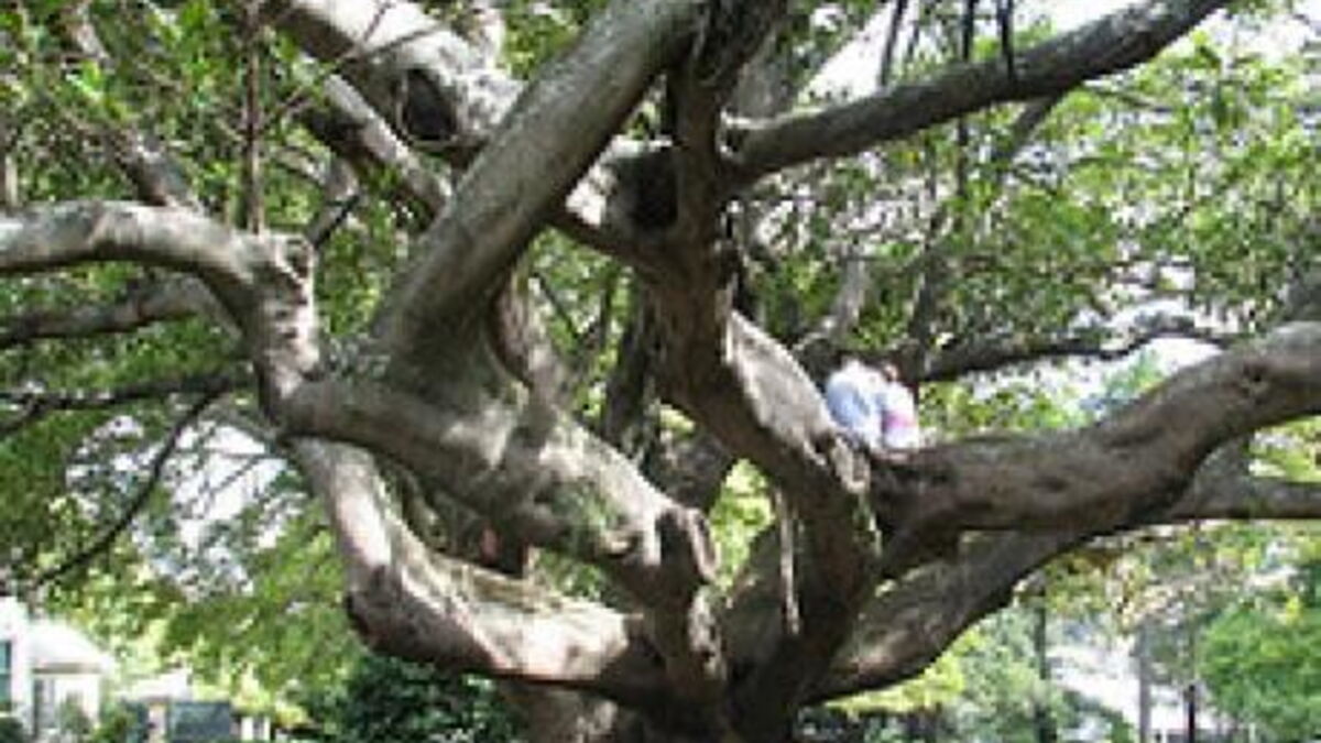 Un homme-arbre en Indonésie