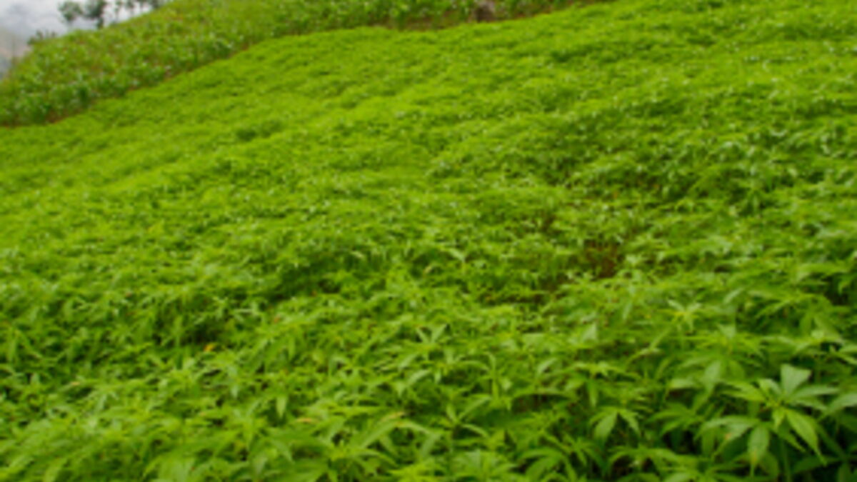 Du cannabis pour sauver Tchernobyl