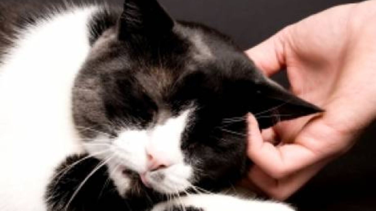 Le Welwyn Garden, un hôtel de luxe pour chat
