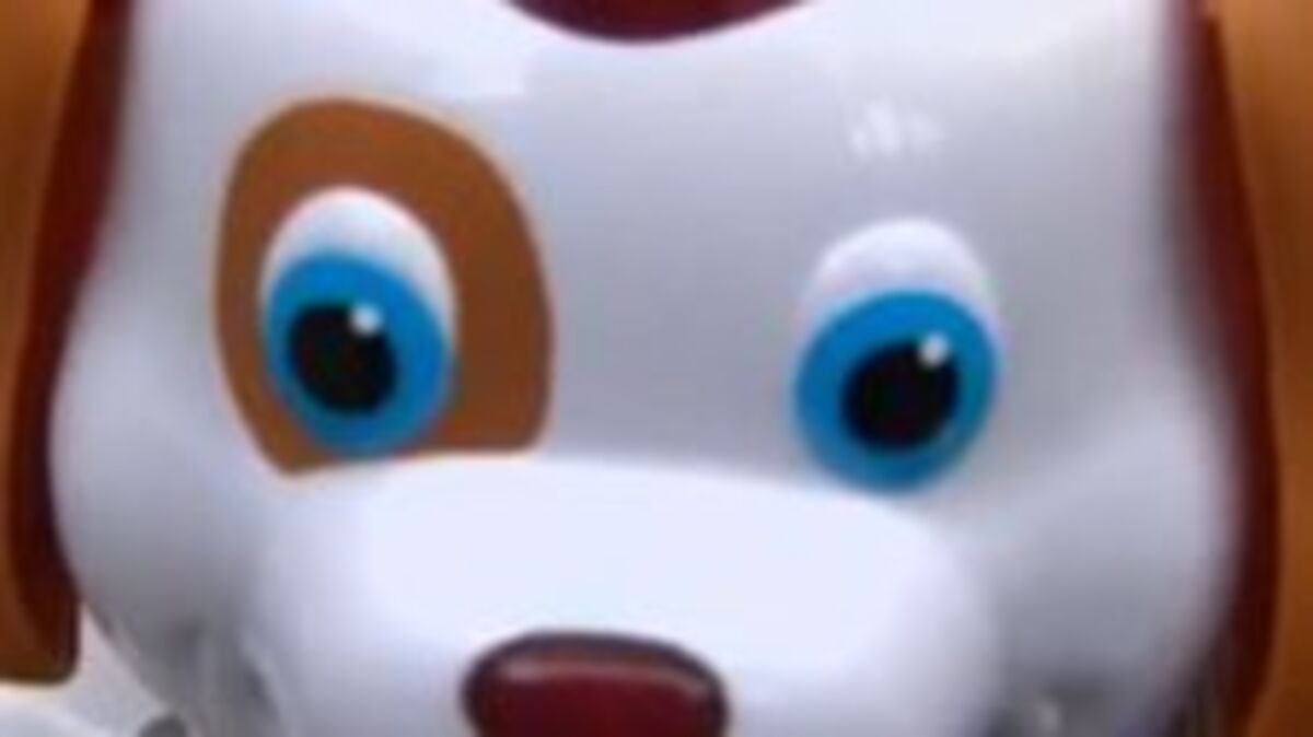 En Belgique, Bobby le petit chien injurieux fait scandale