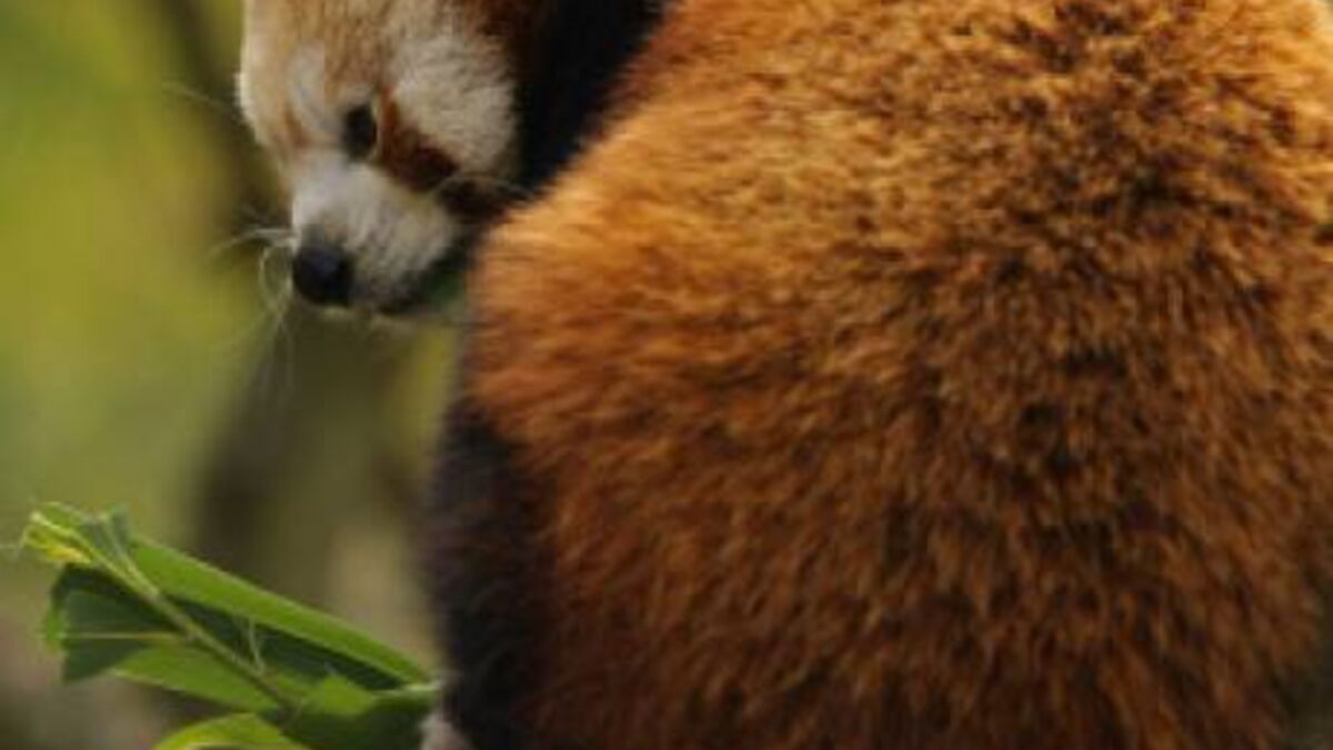 Les pandas roux auraient un comportement similaire aux chats, en images