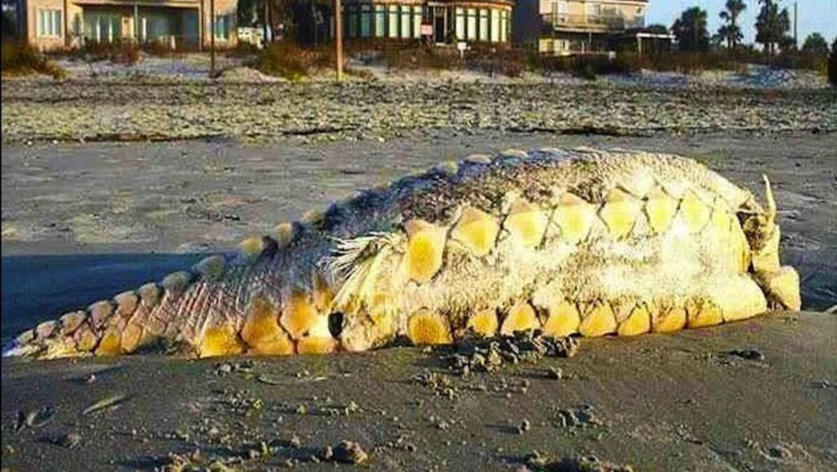 Etats-Unis : une créature mystérieuse échouée en Caroline du Sud