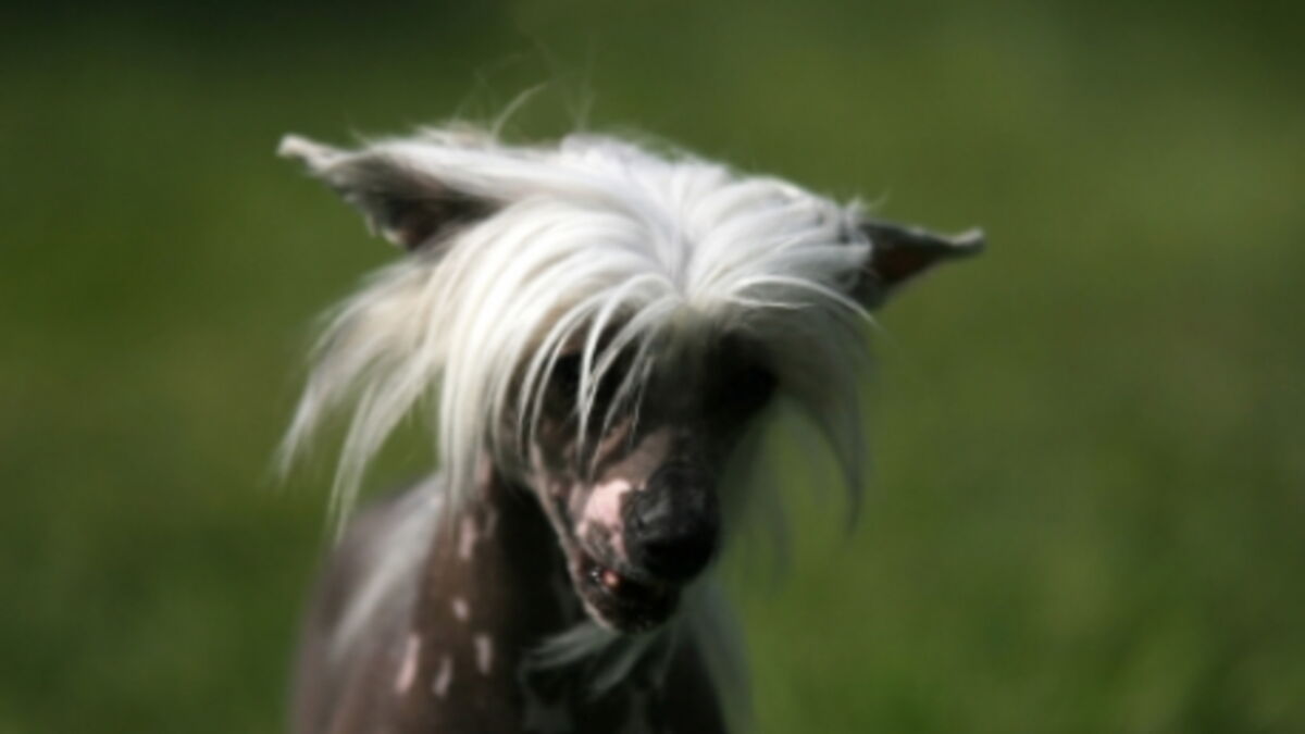 Découvrez en images les animaux primés au concours du chien le plus ...