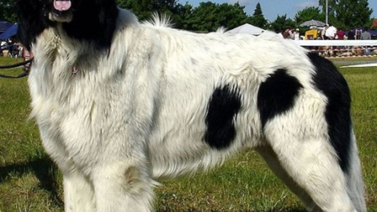 Boomer : peut-être le plus grand chien du monde