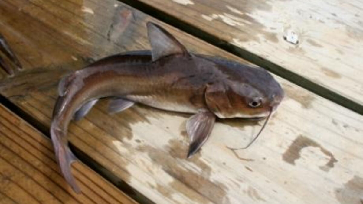 Un banc de poissons-chats traverse une rue