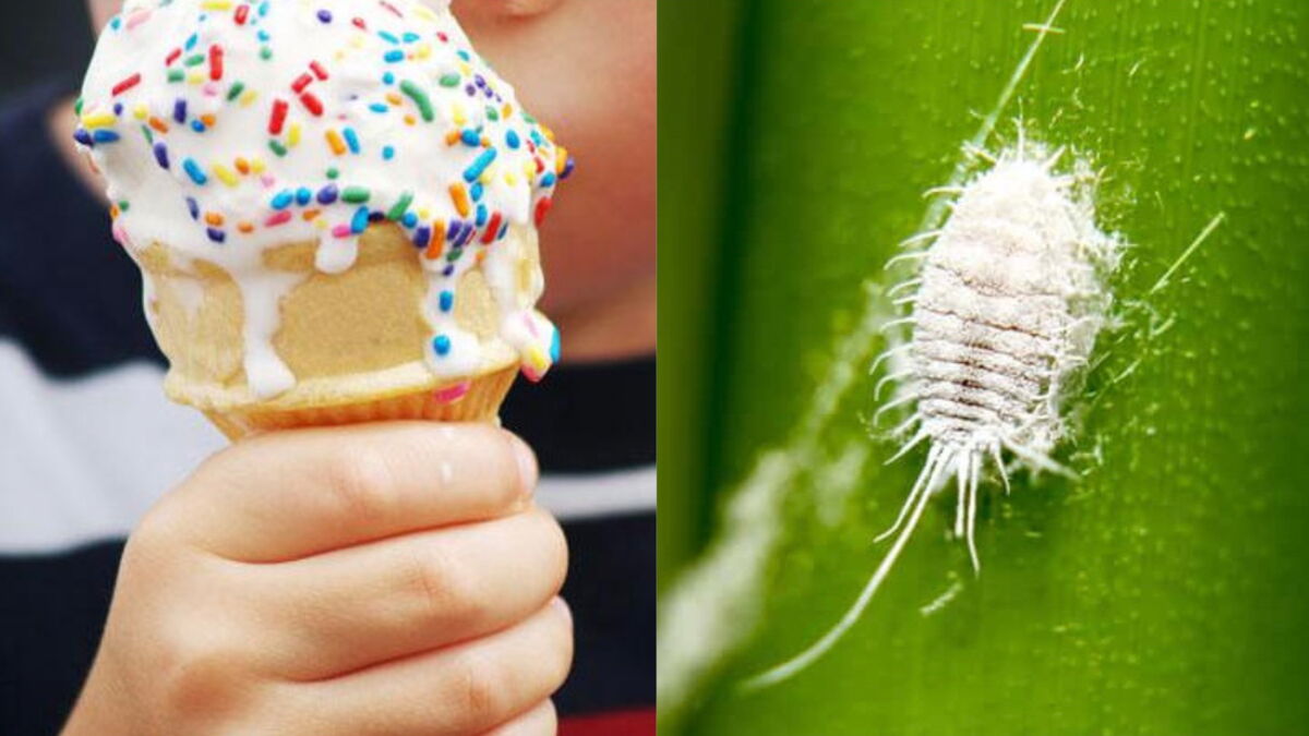 Les insectes, l'ingrédient surprise de vos glaces préférées