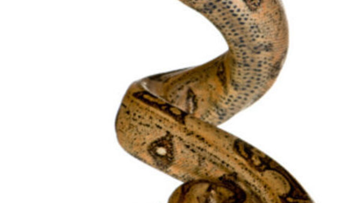 France : des serpents envahissent un immeuble