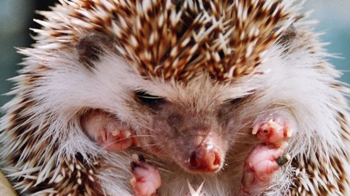Photos : Les bébés hérissons : ces petits animaux qui ne manquent pas ...