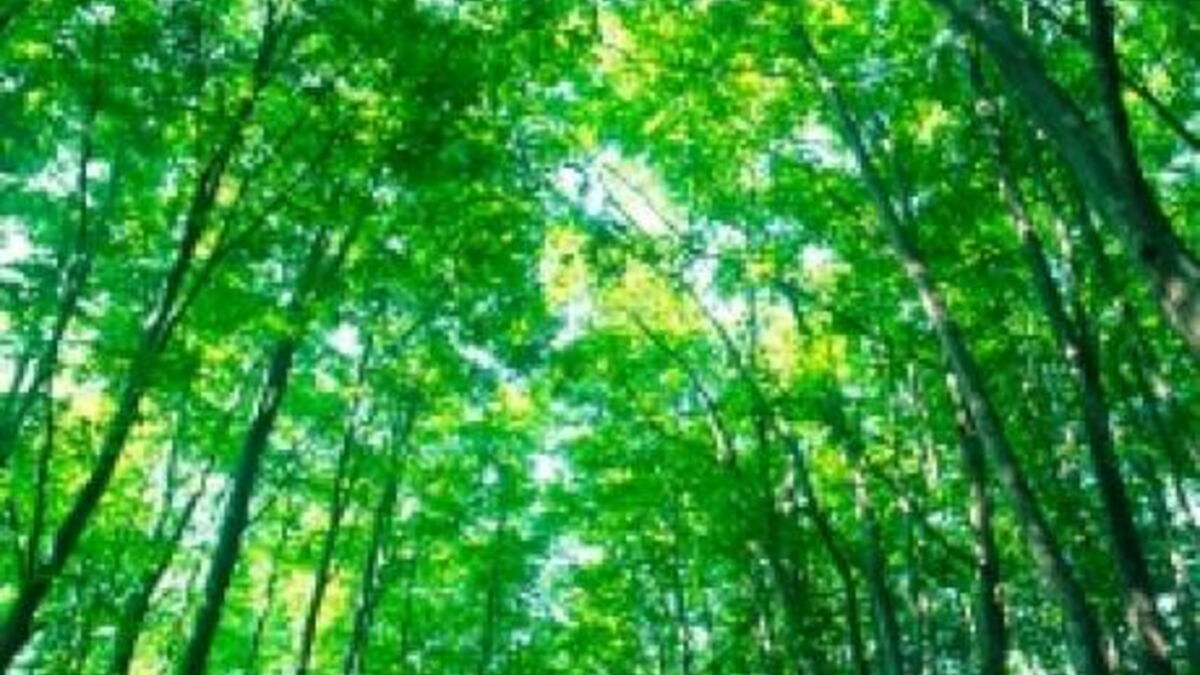 Un homme perdu en forêt appelle au secours avec des poteaux électriques