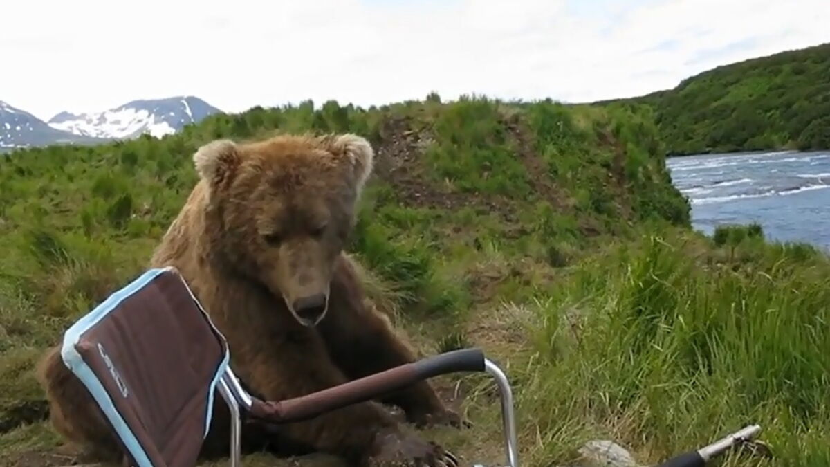 En Alaska, un homme fait une rencontre hallucinante avec un ours brun