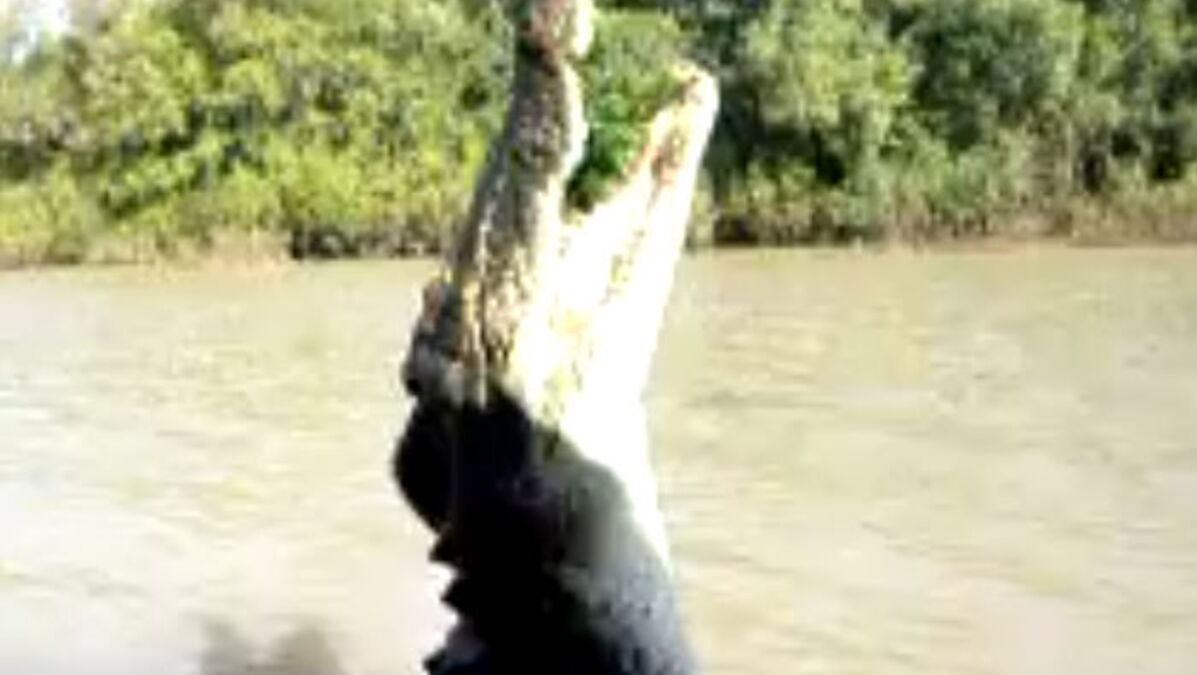 Brutus le crocodile fait parler la toile