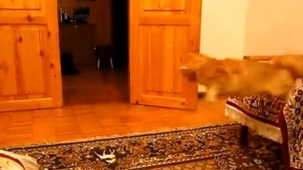 Ce chat est terrifié par les bruits du jeu vidéo Super Mario