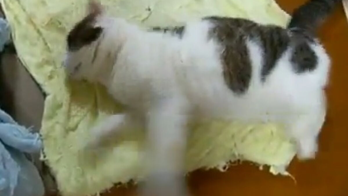 Regardez ce chat qui court alors qu'il est en train de dormir