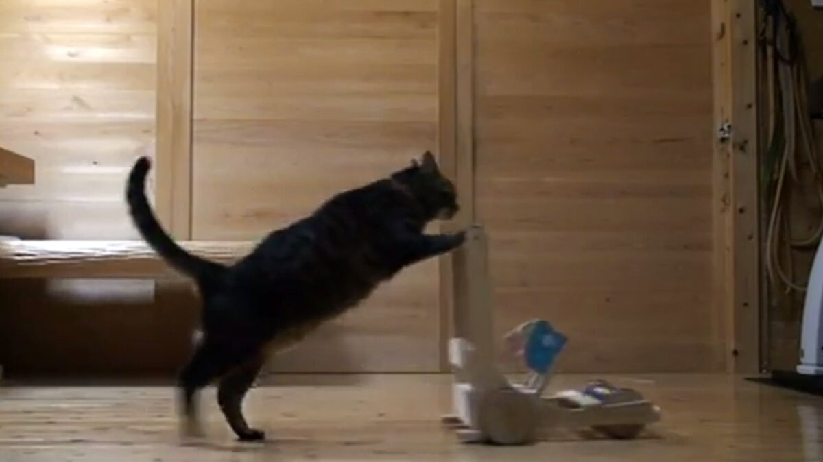 Ce chat fait ses courses comme tout le monde!