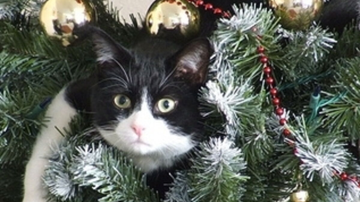 Photos : Ces chats ont pris leurs quartiers dans le sapin de noël