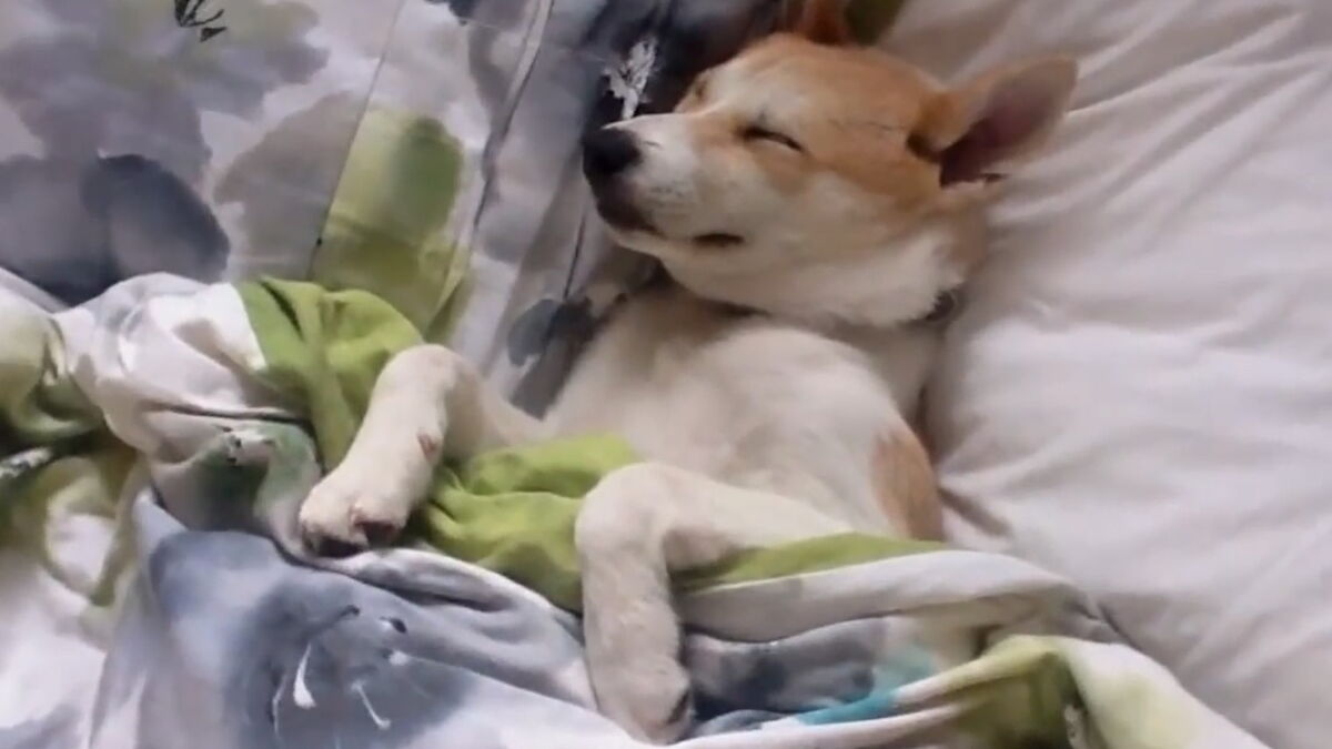 Découvrez le chien le plus paresseux du monde