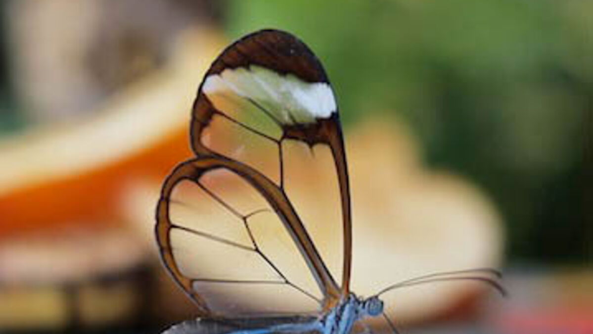 Photos : Découvrez le Greta Oto, l'incroyable papillon qui possède des ...
