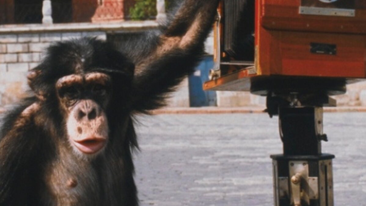 Ces photos du singe Mikky vont être vendues aux enchères à plus de 70 ...