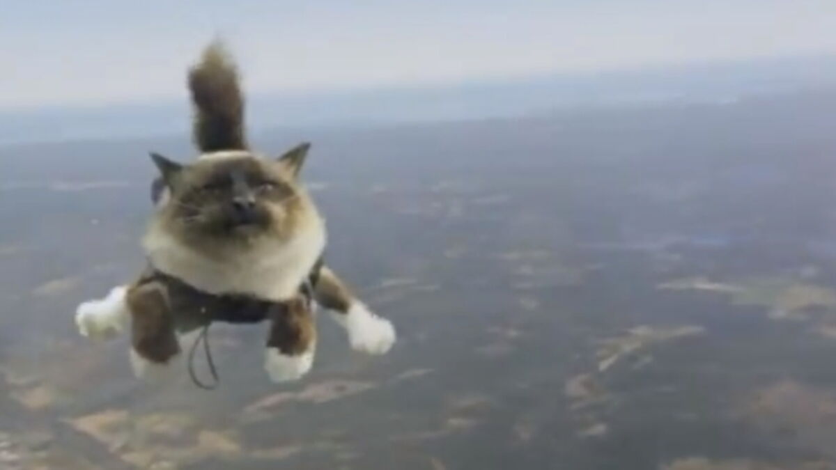 Ces chats font un saut en parachute pour une compagnie d'assurance