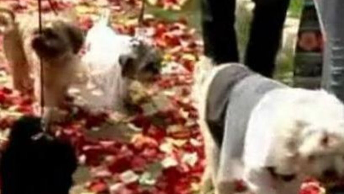 Ces couples de chiens se sont officiellement mariés