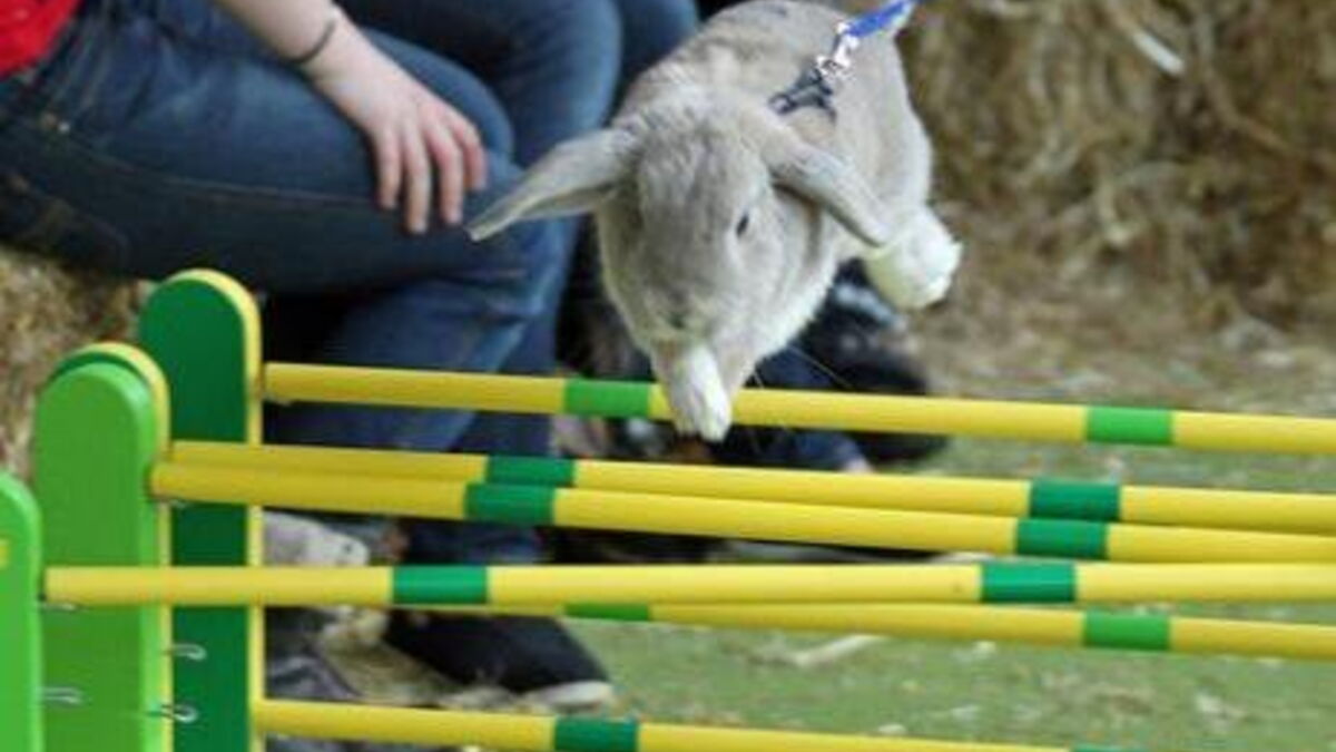 Ces lapins sont des sportifs de haut niveau