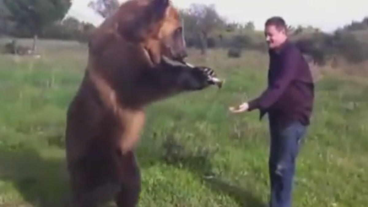 Découvrez l'étonnante amitié entre un ours et un homme