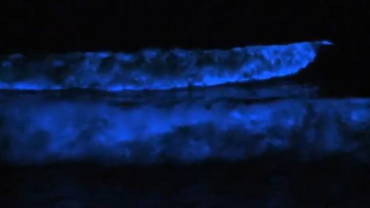 Découvrez ces vagues lumineuses!