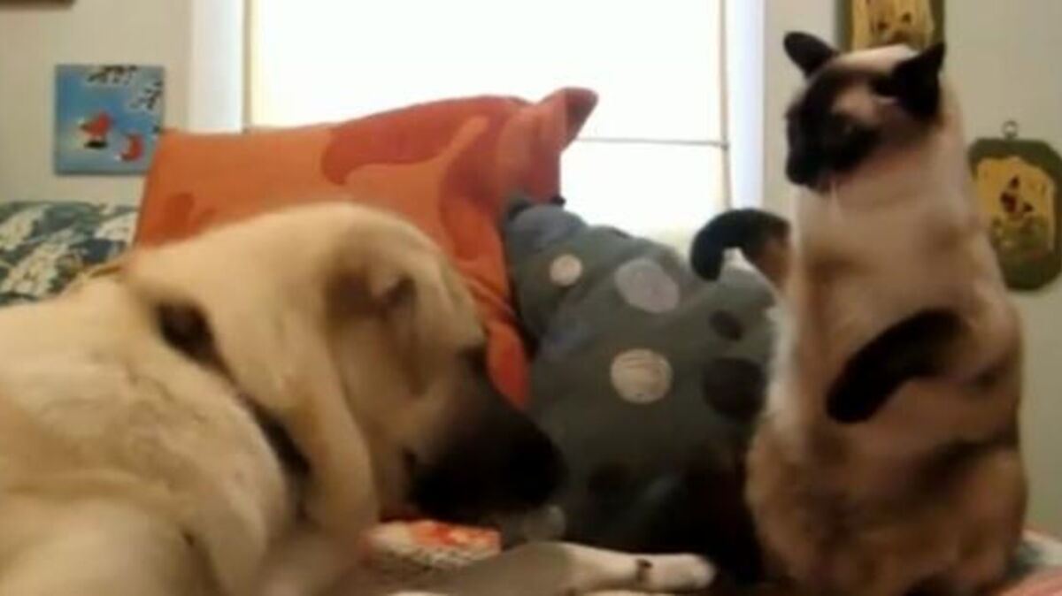 Découvrez l'incroyable combat entre un chat et un chien!
