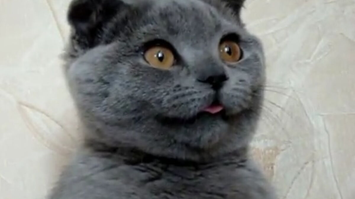 Découvrez le chat le plus mignon sur internet