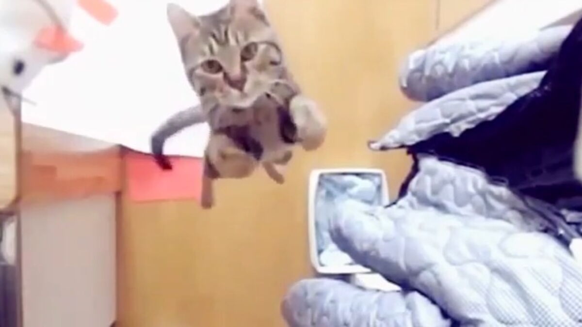 Découvrez les meilleurs lolcats dans une incroyable compilation!