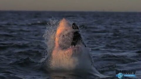 Une attaque de requin mako filmée en caméra embarquée