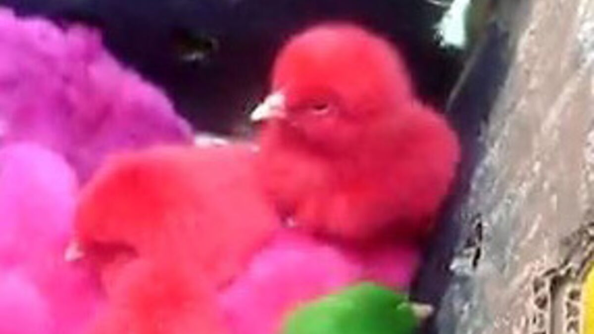 Des poussins multicolores