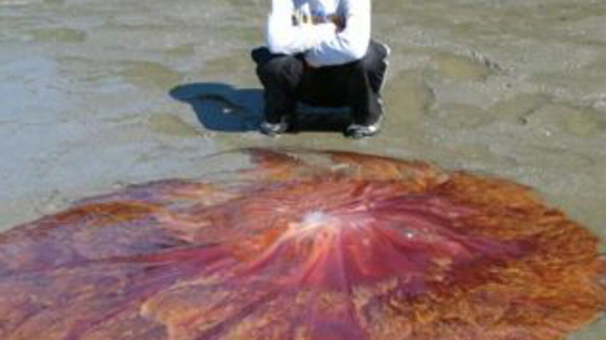 Une méduse géante découverte aux Etats-Unis