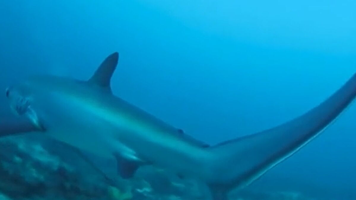 Le requin-renard assomme ses proies avec sa queue
