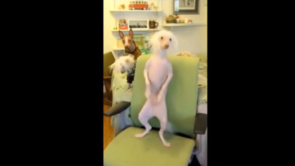 Découvrez Nathan, un chien sans poils qui possède un talent caché pour ...