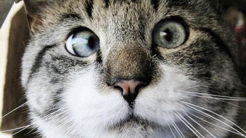 Découvrez Spangles, le chat qui louche!