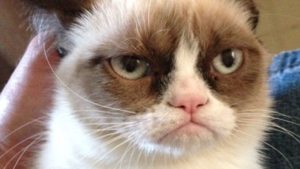 Ce chat grognon fait le buzz sur le web