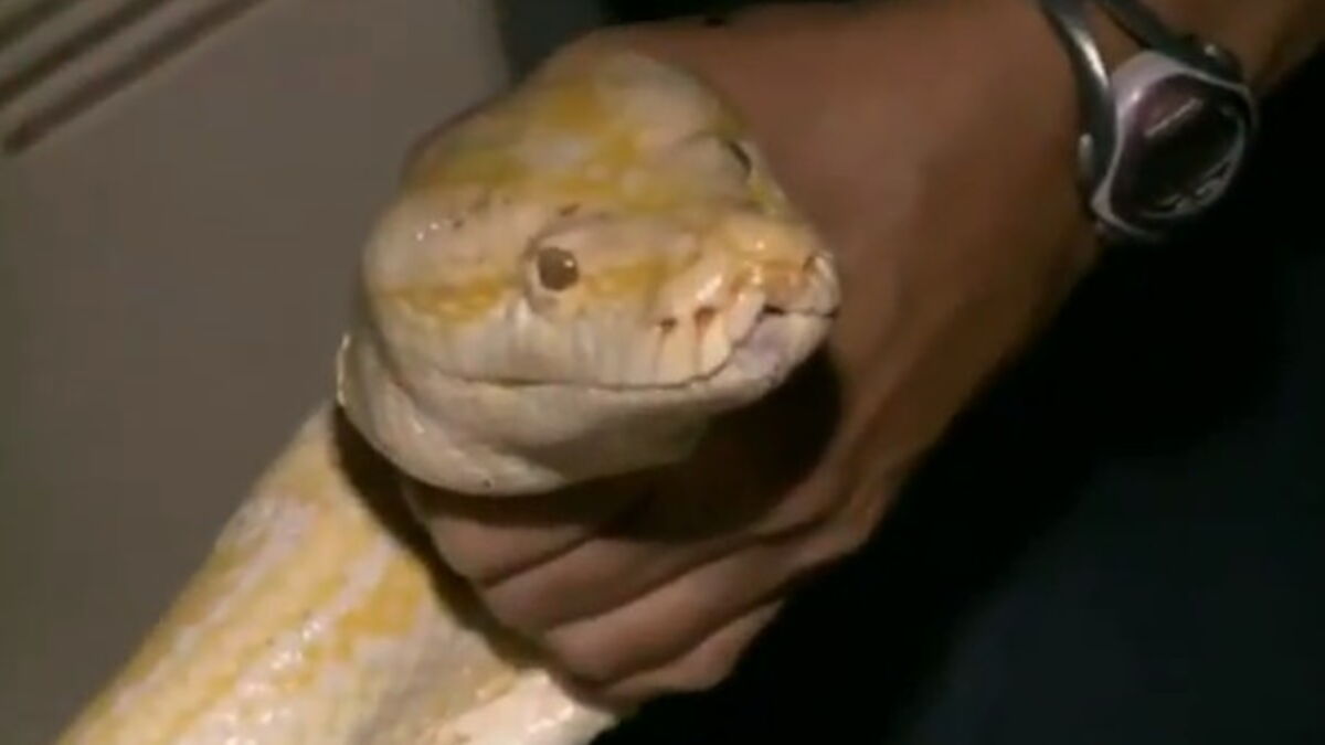 Il nettoie son jardin et trouve un énorme python birman