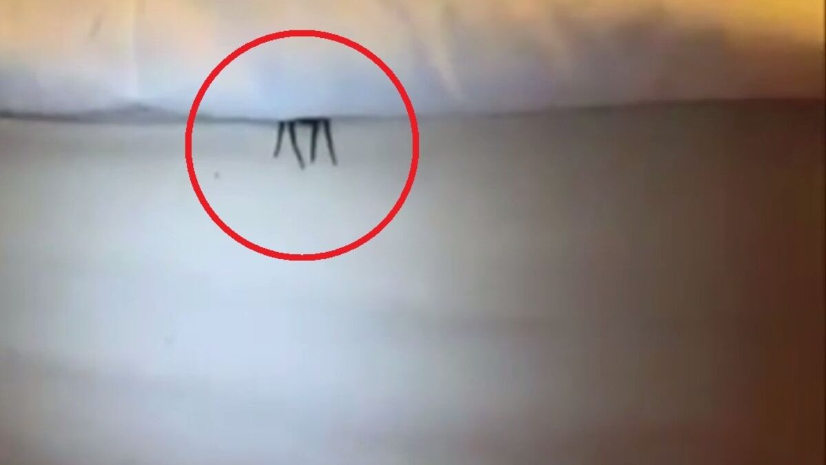 Il découvre une chose horrible dans son lit en allant se coucher Il découvre une chose horrible dans son lit en allant se coucher