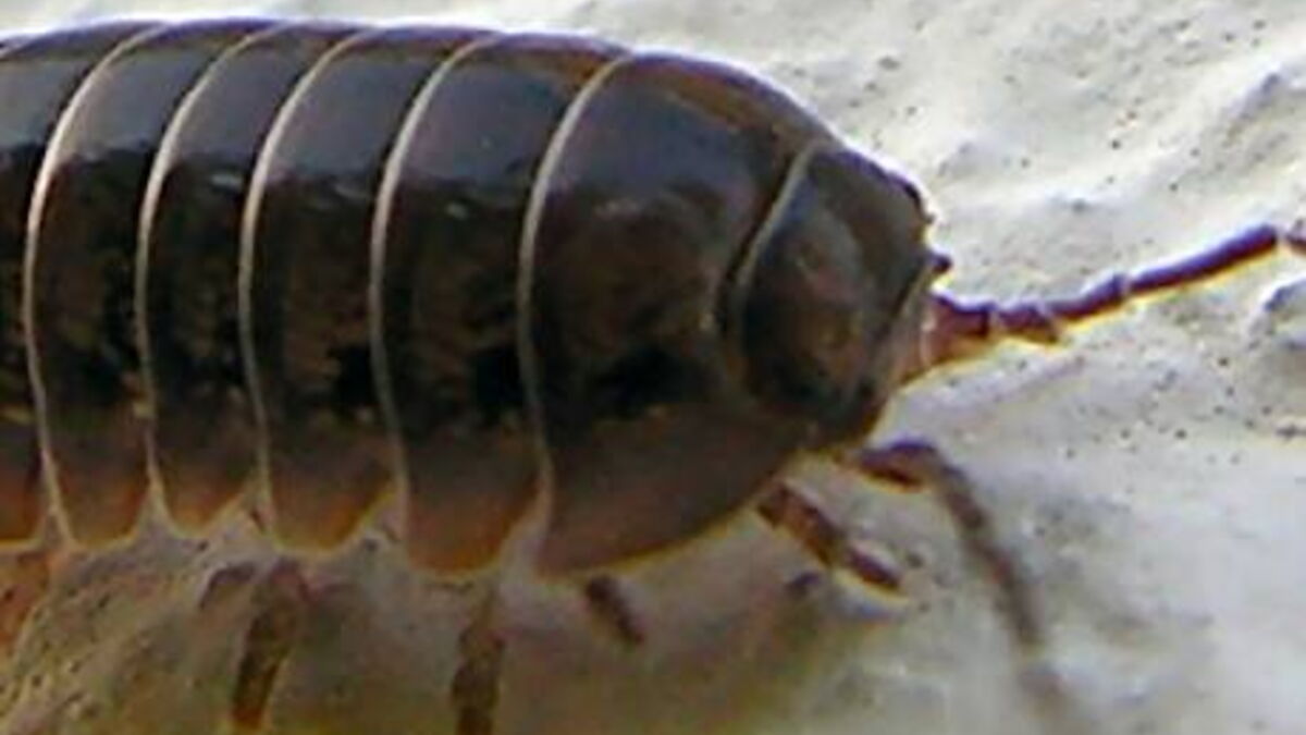 Découverte d'un isopode géant de 76 centimètres de long, en images