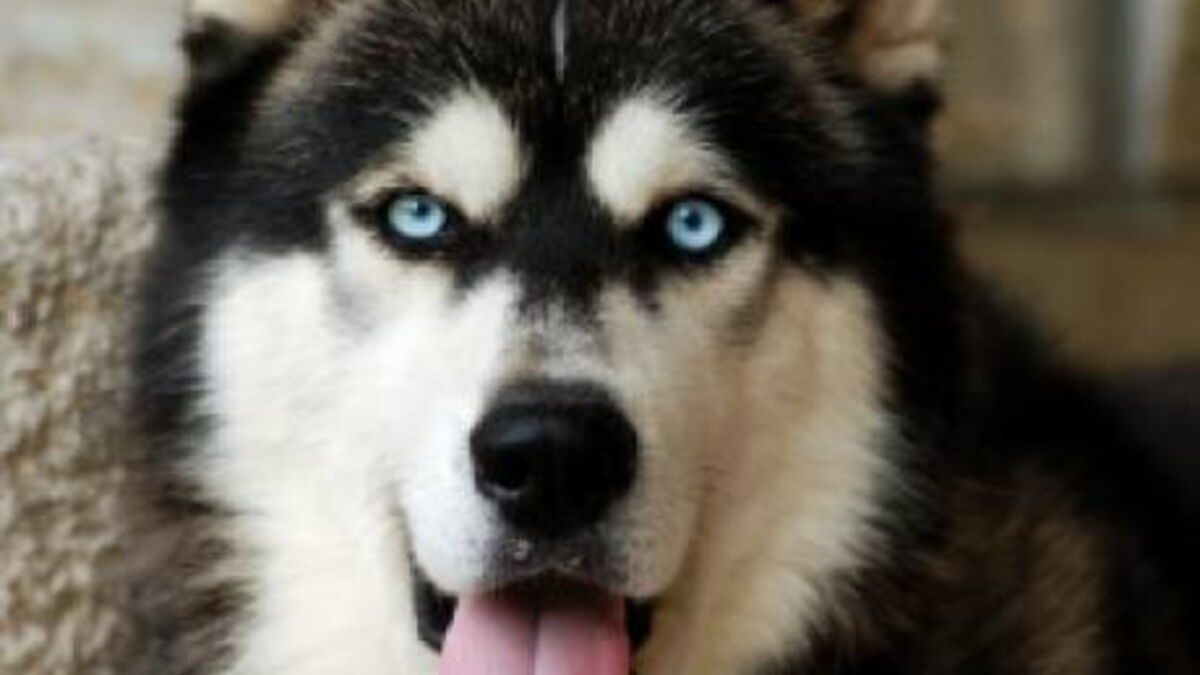 Découvrez Mishka, le chien qui parle, en images