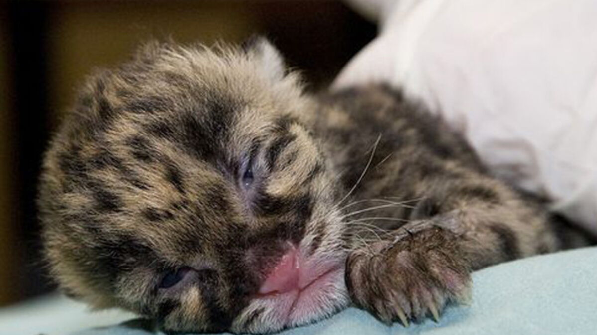 Découvrez deux bébés léopards nés en captivité en images