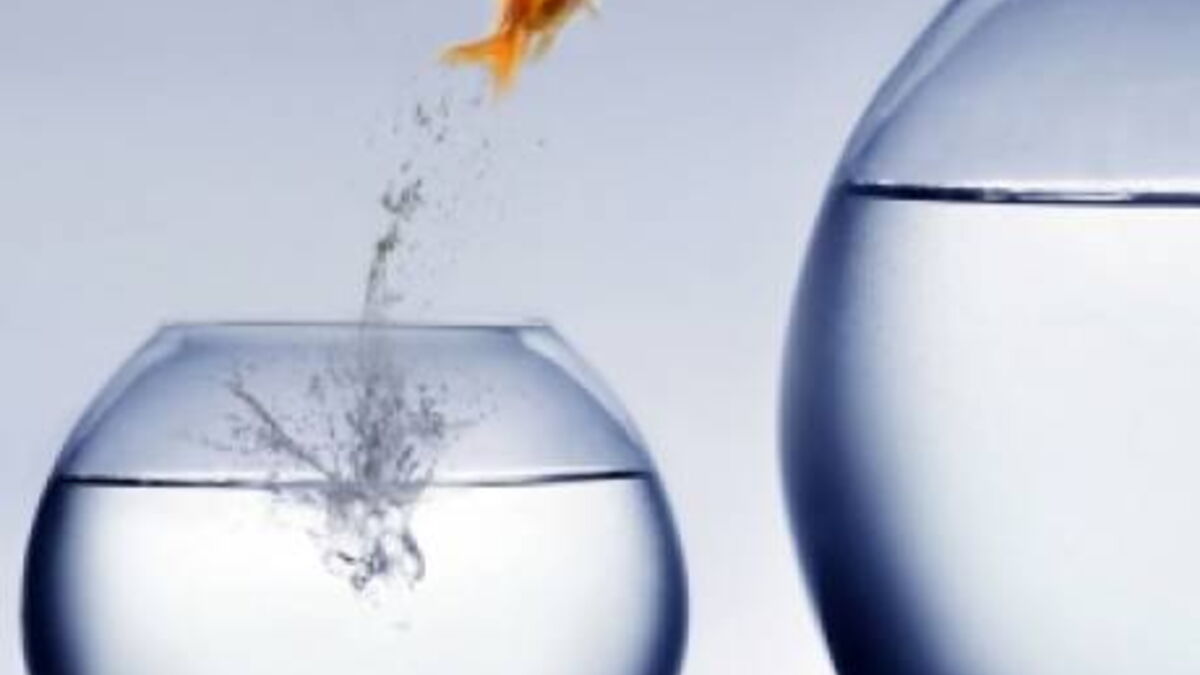 Un homme achète un poisson rouge avant de l'avaler, en images