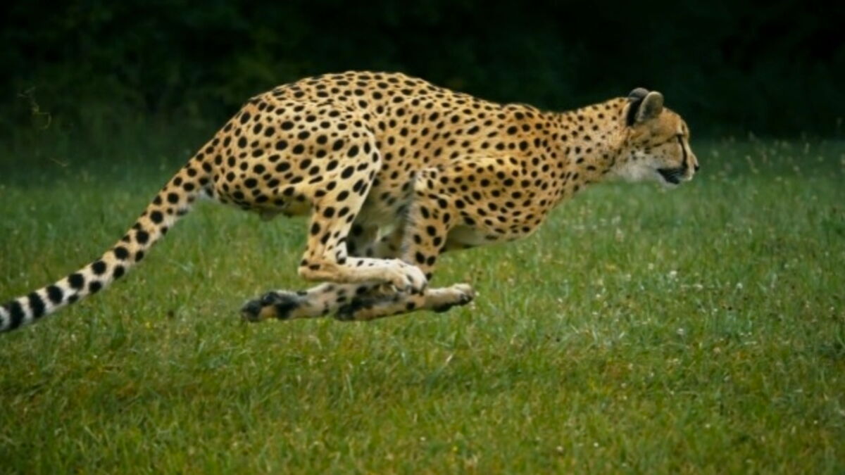L'animal le plus rapide du monde : la course du guépard au ralenti en vidéo