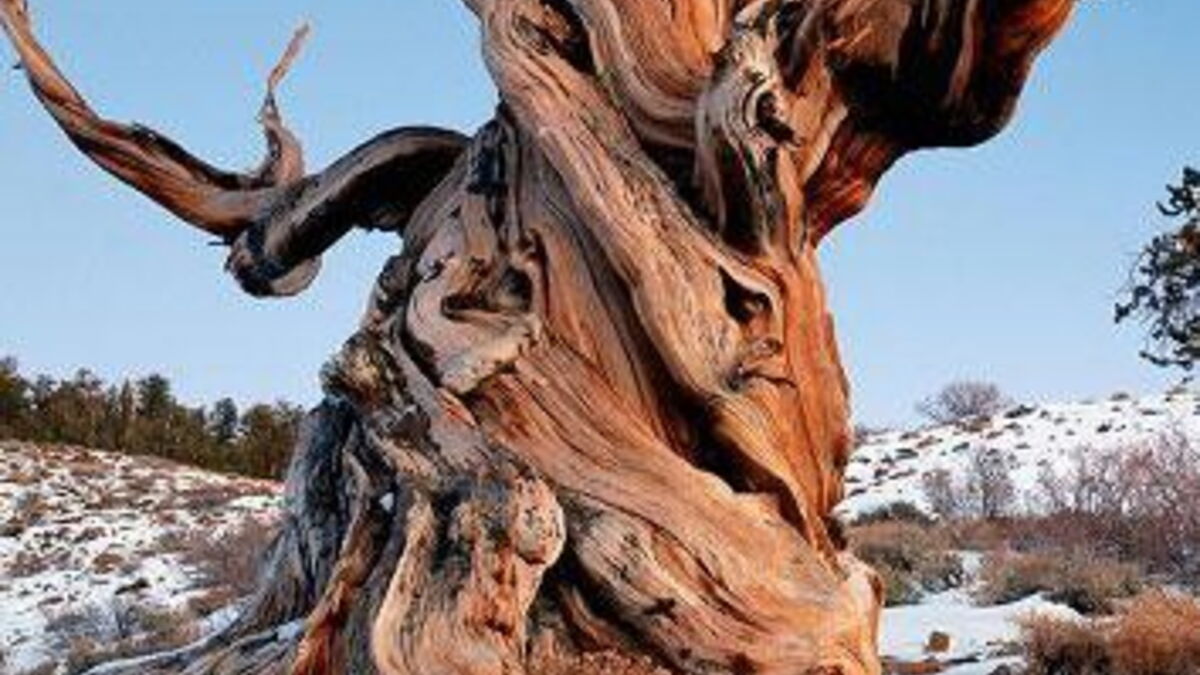 L'arbre le plus vieux du monde : Le pin de Bristlecone Mathusalem est ...