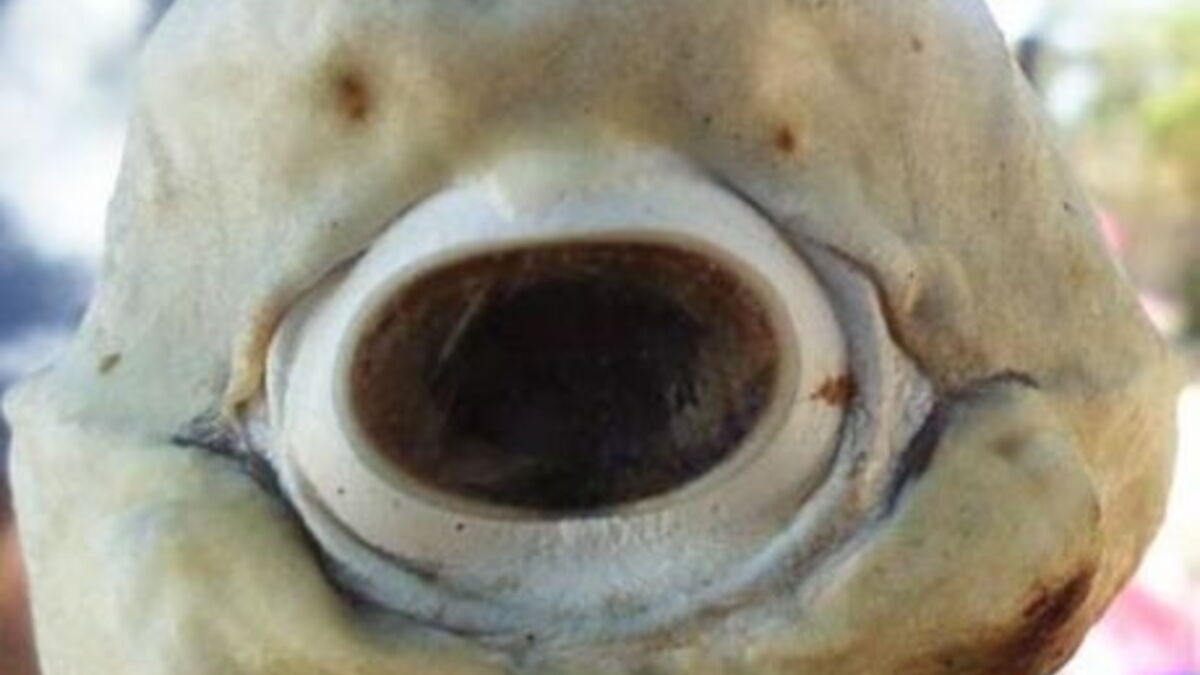 Découvrez un requin cyclope en images